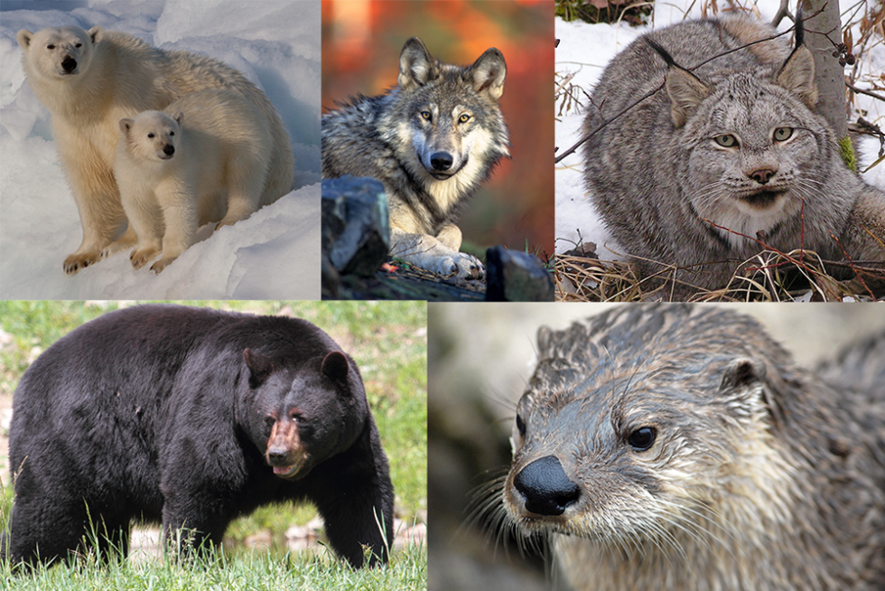 Furbearer Management | Fur Institute of Canada