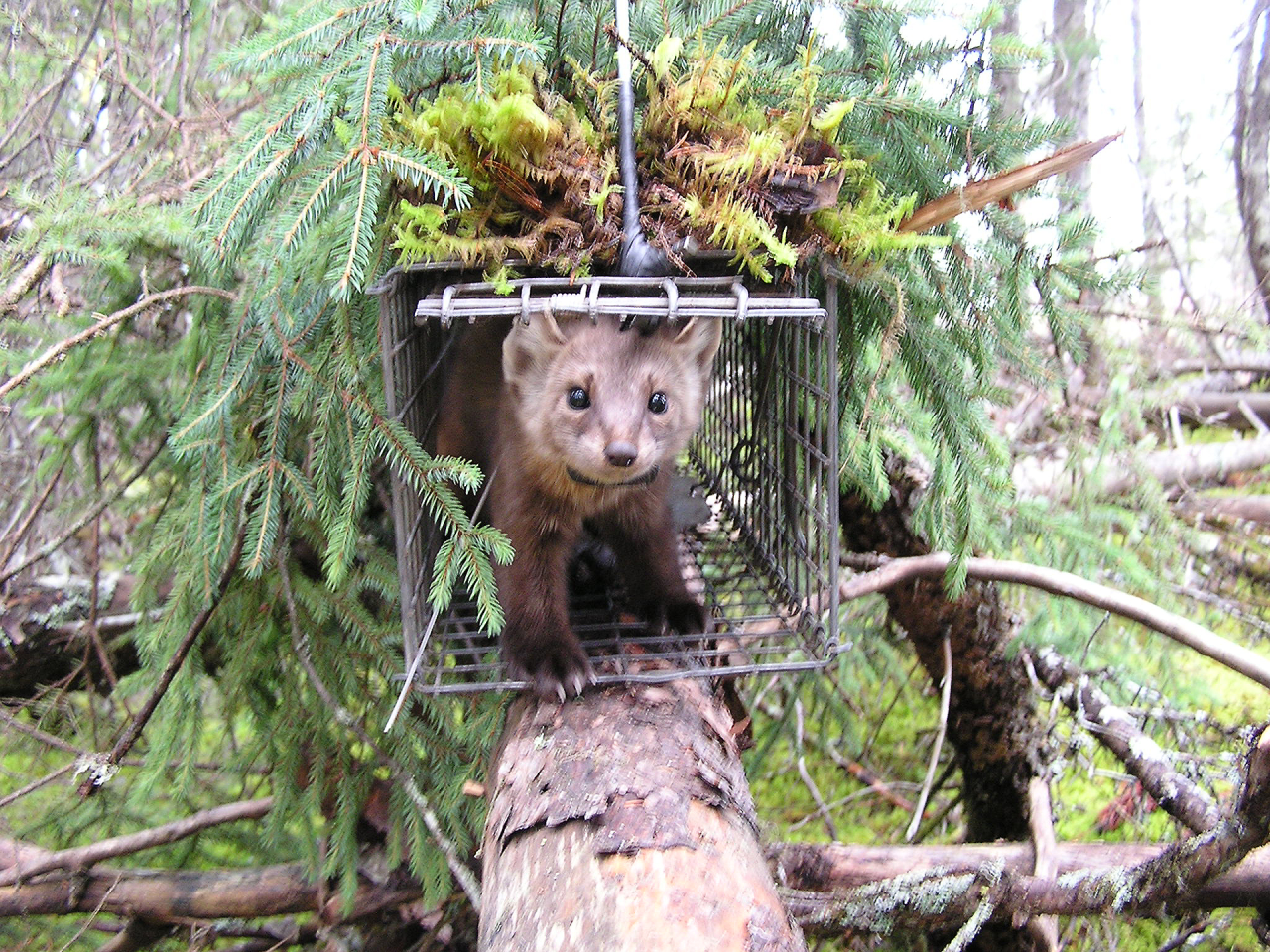 Trap Types | Fur Institute of Canada