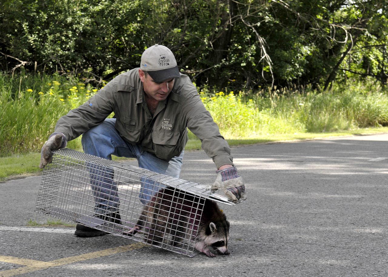 Releasing a raccoon from a cage trap | Fur Institute of Canada