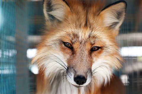 Fox Farming | Fur Institute of Canada