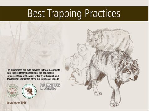 Trapping Techniques | Fur Institute of Canada